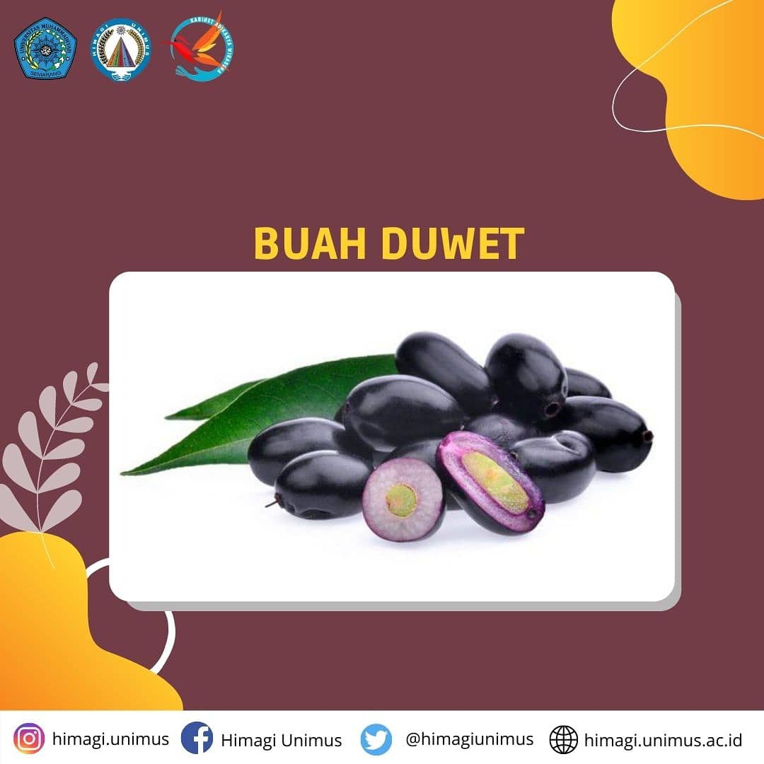 BUAH DUWET – HIMAGI UNIMUS