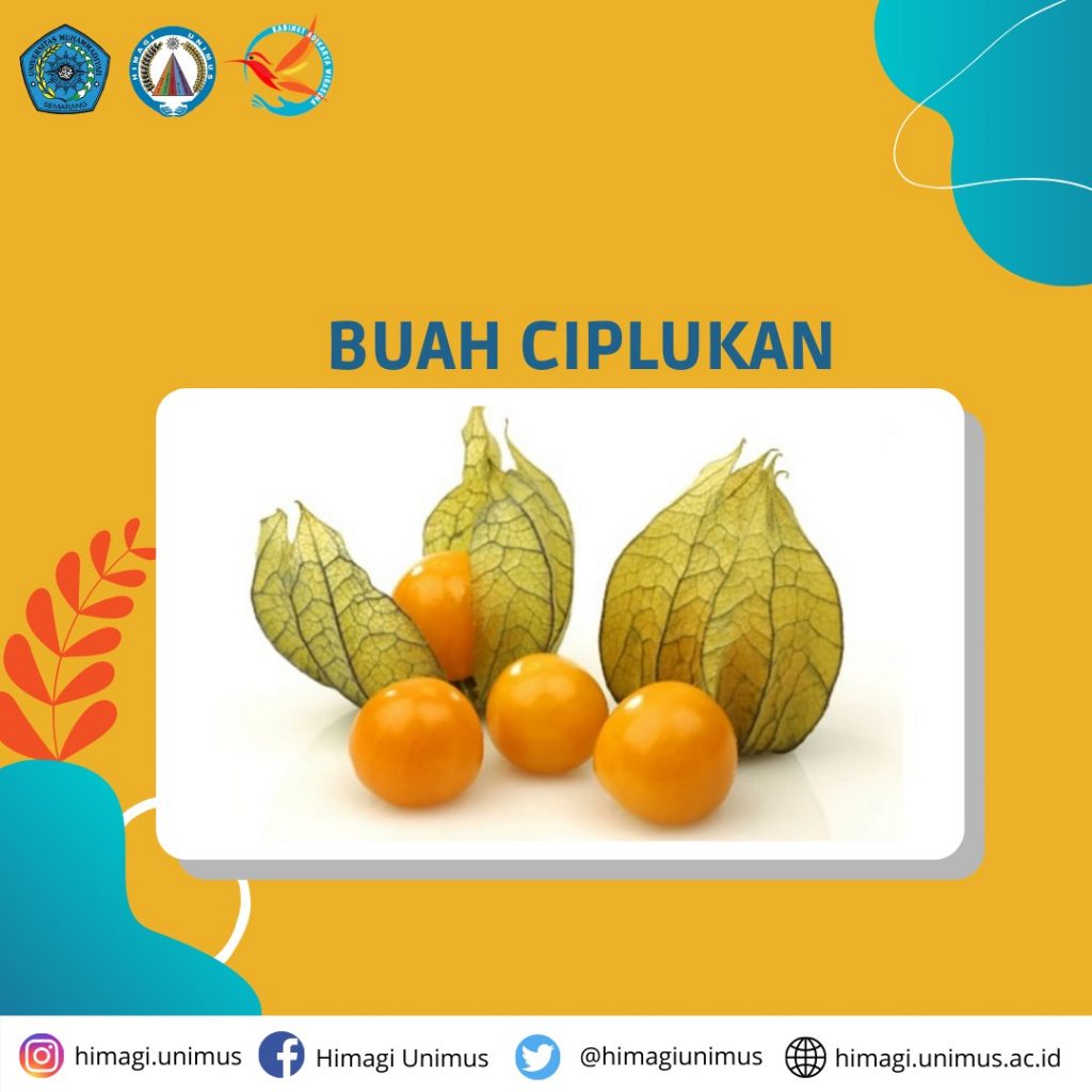 CIPLUKAN – HIMAGI UNIMUS