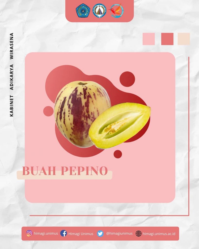 BUAH PEPINO – HIMAGI UNIMUS