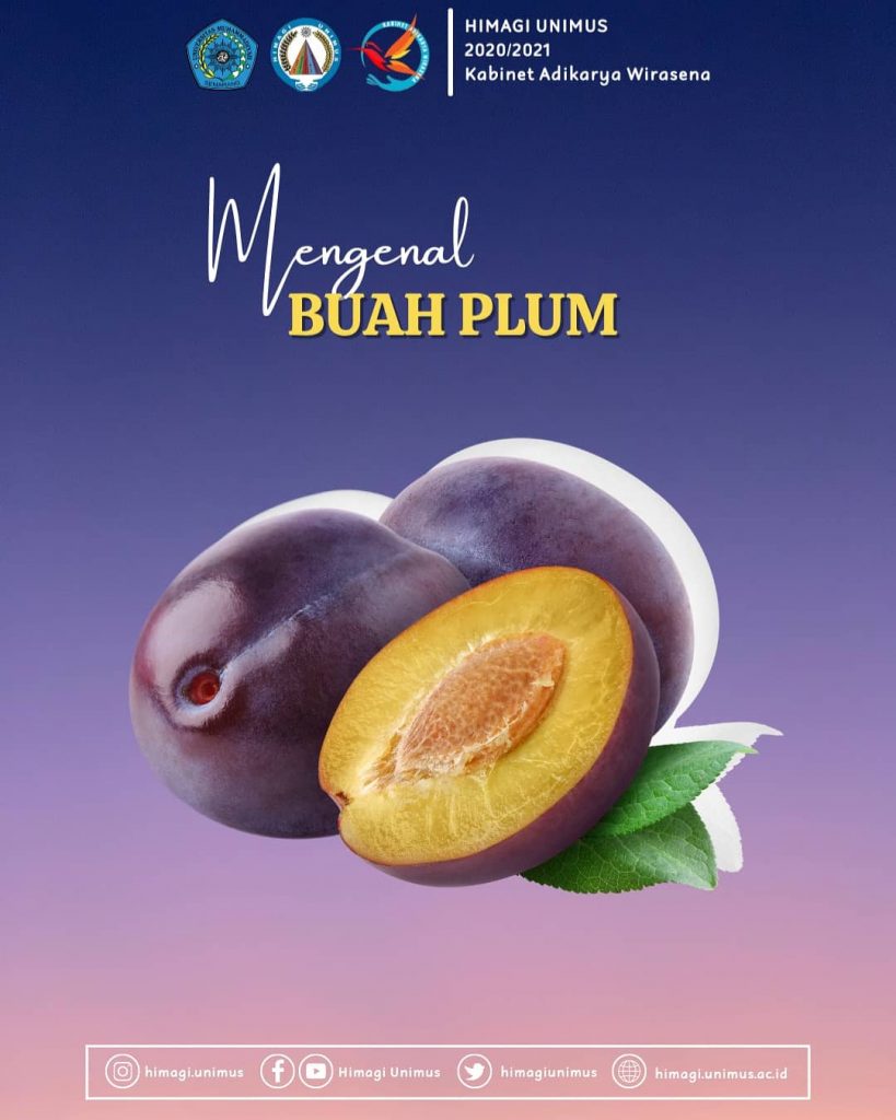 BUAH PLUM – HIMAGI UNIMUS