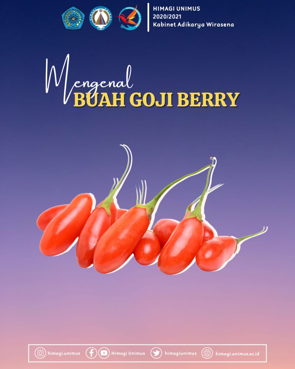 GOJI BERRY – HIMAGI UNIMUS