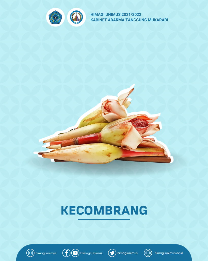 KECOMBRANG – HIMAGI UNIMUS